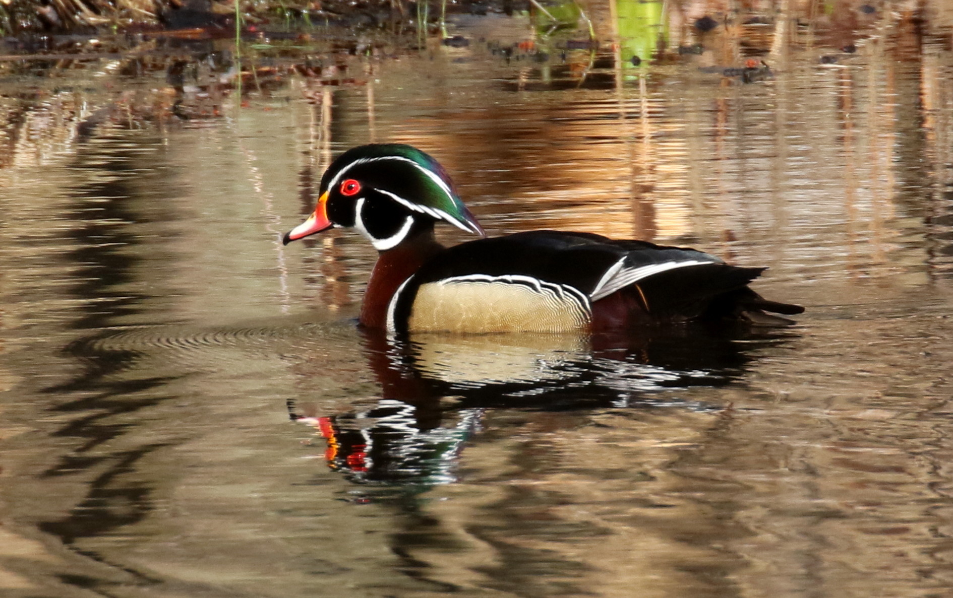 Programs – Southern Adirondack Audubon Society