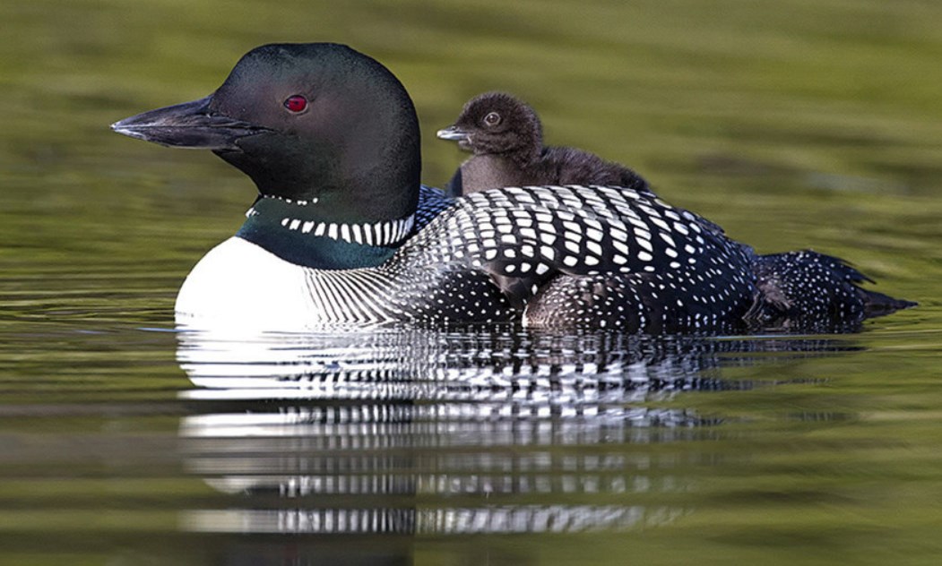Southern Adirondack Audubon Society – Protecting the environment ...